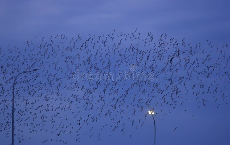 Animals and wildlife stock image. Image of thousands - 241233925