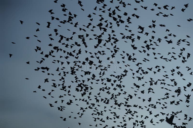 Animals and wildlife stock photo. Image of birds, thousands - 241744434