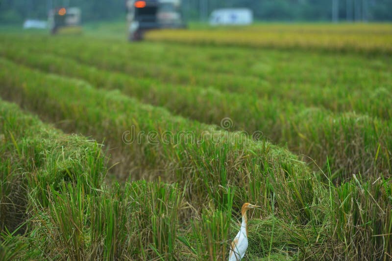 Animals and wildlifes stock photo. Image of street, county - 320329814