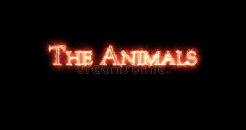 The Animals Written with Fire. Loop Stock Footage - Video of flame ...
