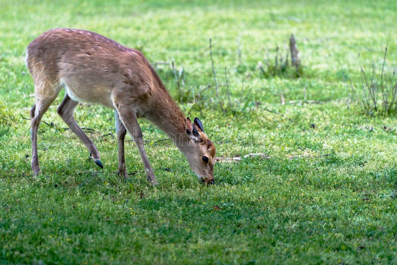 Animals, Young Deer Eating Green Grass in a National Park Stock Photo ...