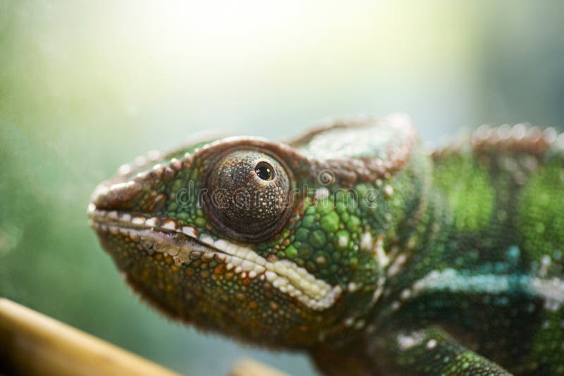 Chameleon looking down stock photo. Image of creature - 4641792