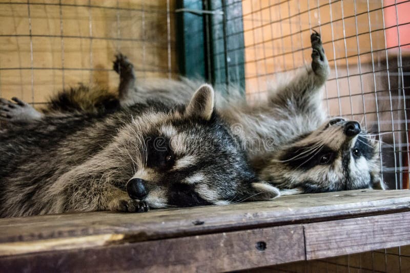 Animals stock image. Image of mammal, nature, cheetah - 100604571