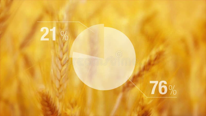 Animated Chart for Wheat Yield in Agricultural Cultivated Field Stock ...