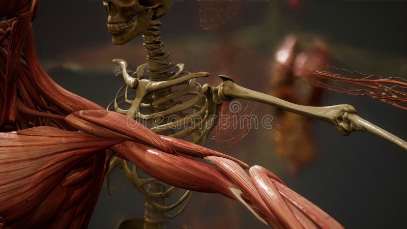 Animated 3D Human Anatomy Illustration Stock Illustration ...