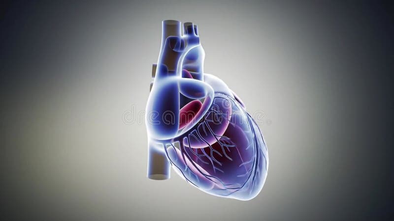 Animated Human Heart Rotating Medical Visualization Stock Footage ...