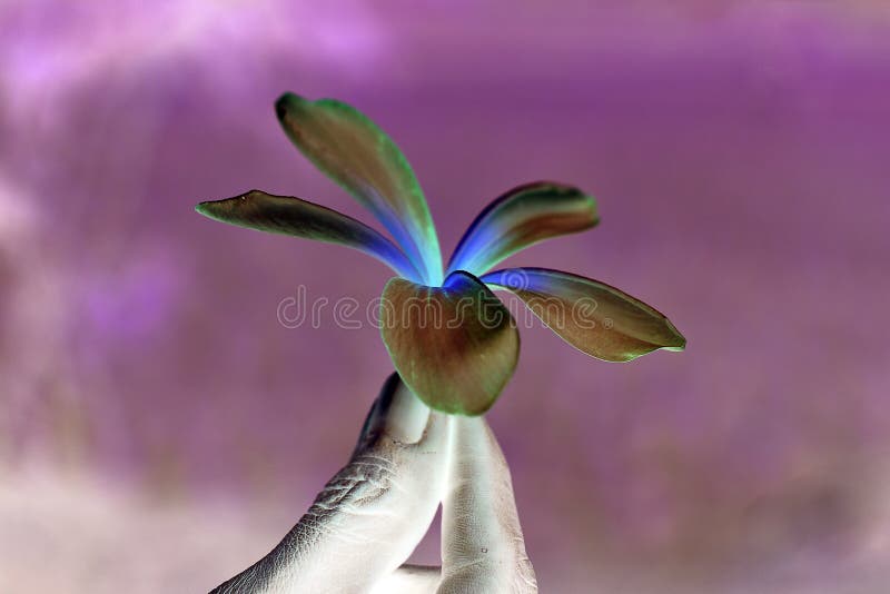 Animated Image of a Flower Held by Two Fingers Stock Image - Image of ...