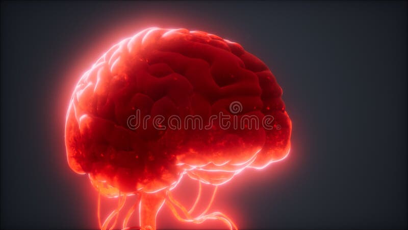 Animated Model of Human Brain Stock Illustration - Illustration of ...