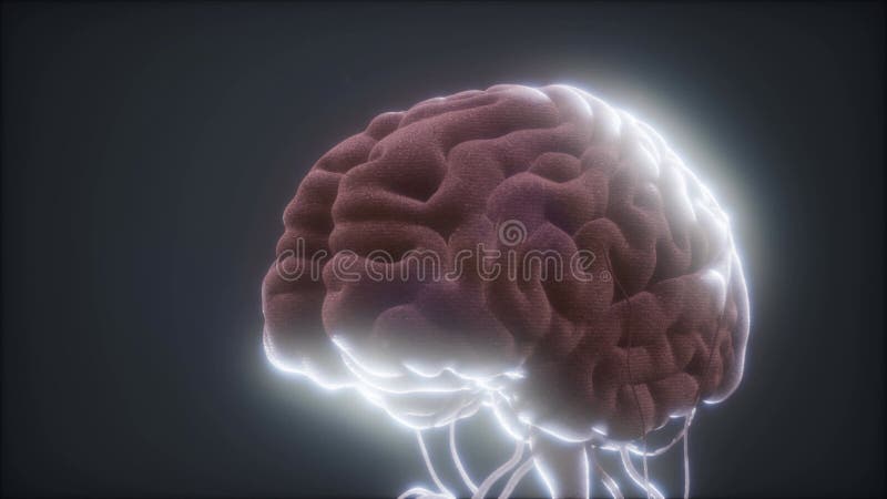 Animated Model of Human Brain Stock Video - Video of diagnosis, biology ...