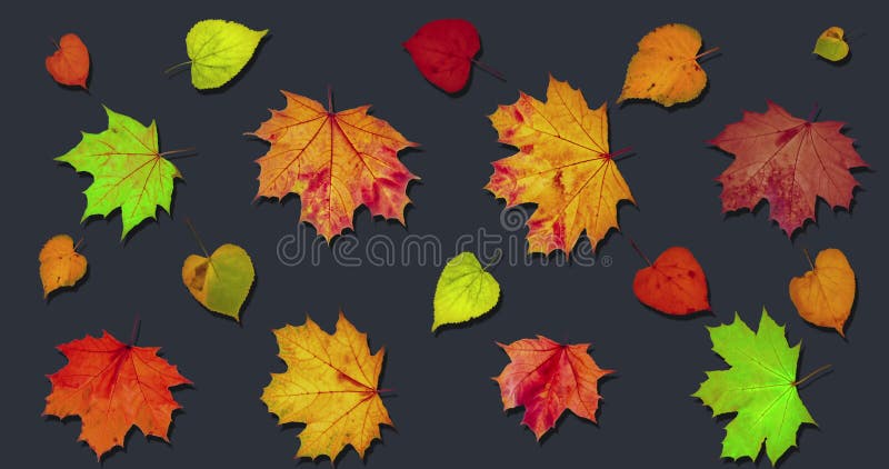 Animated Pattern Background of Rotating Dry Autumn Leaves with Shadow ...