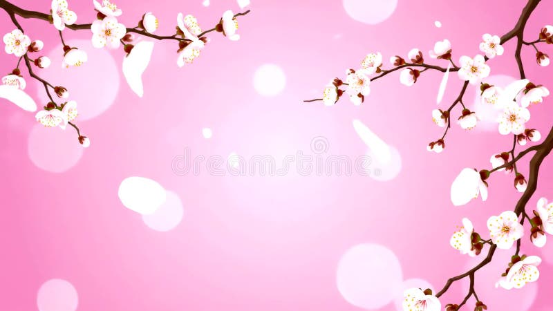 Elegant Animated Background of Cherry Blossom Branches with Falling ...