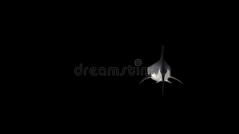 Animated Swimming Shark, Alpha Channel, 3D Render Stock Footage - Video ...