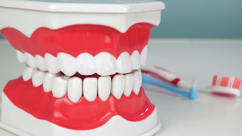 Animated Teeth Model Demonstrating Brushing Techniques in Dental ...