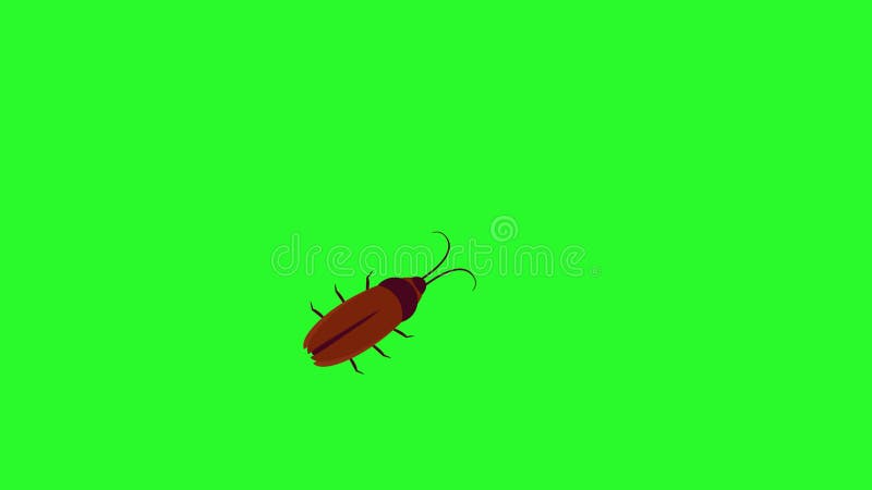 Animation of a Cockroach Crawling. Chromakey Stock Footage - Video of ...