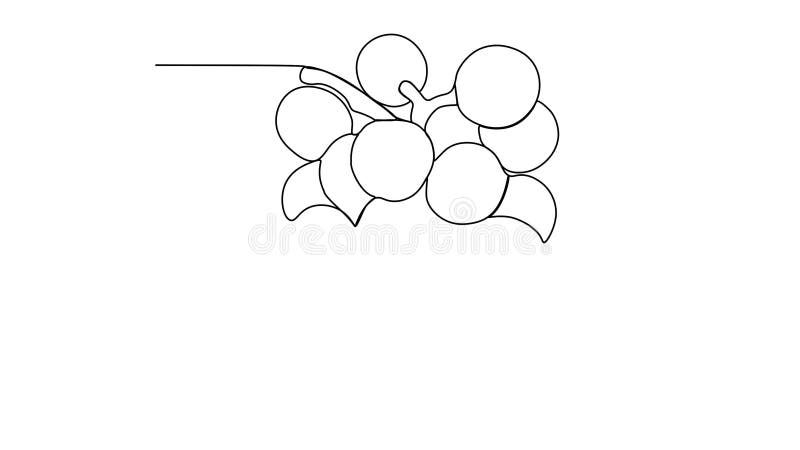 Animation of Continuous Drawing of Grapes. One Line. Stock Video ...