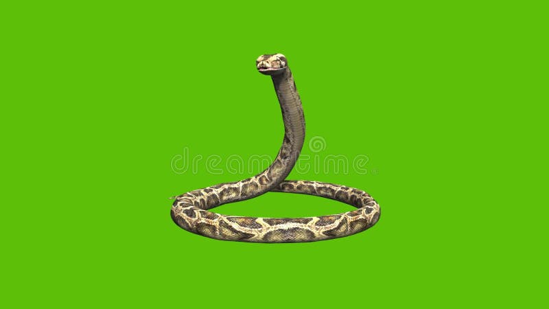 Silhouette Python Snake with Green Screen Background Stock Video ...