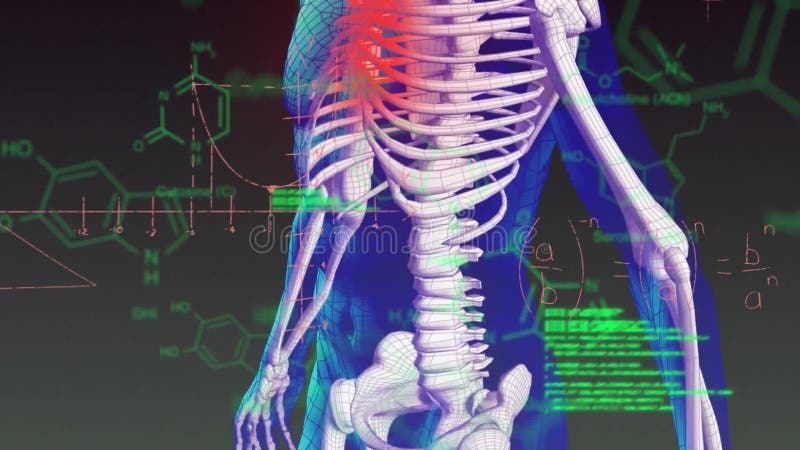 Animation of Data Processing Over Cross Section of Male Body Midsection ...