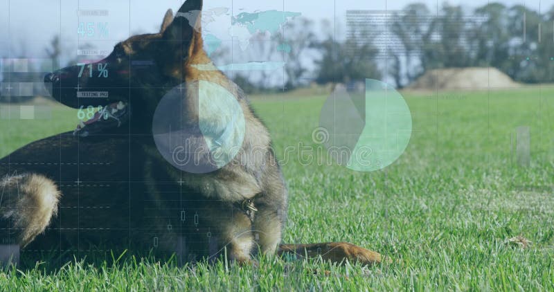 Animation of Data Processing Over Dog on Grass Stock Footage - Video of ...