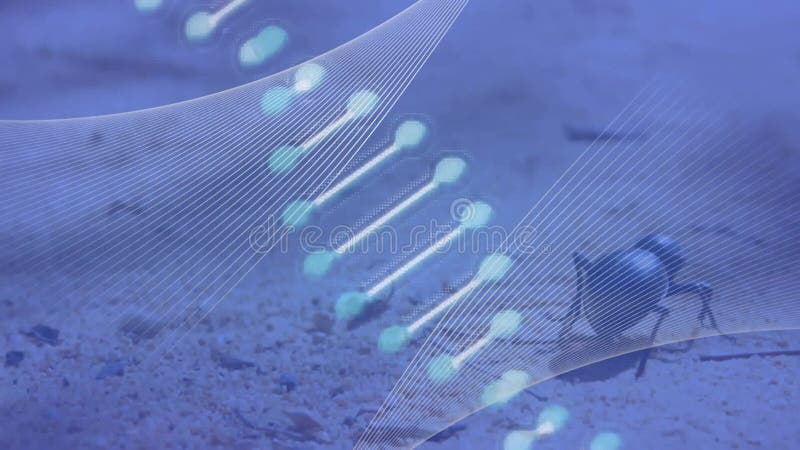 Animation of Dna Strand Spinning Over Bug on Purple Background Stock ...