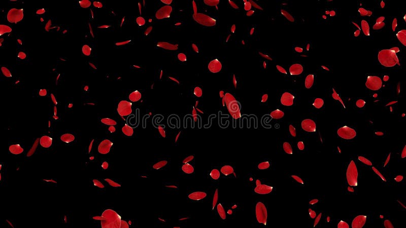 Animation of Falling Rose Petals Seamless Loop. on a Transparent Alpha ...