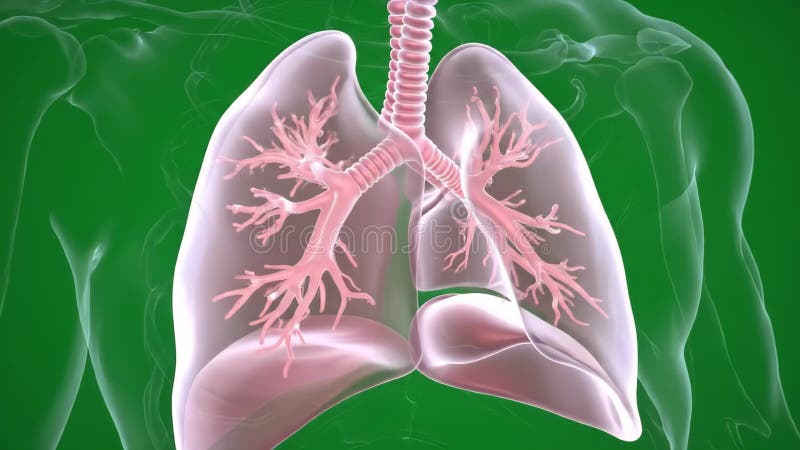 Animated 3D Rendering of Human Lungs Showing Respiratory System ...