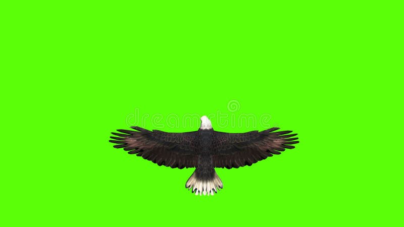 Bald Eagle in Top View on a Green Screen Stock Video - Video of ...