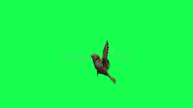 Flock of Birds Flying on Green Screen Stock Footage - Video of movement ...