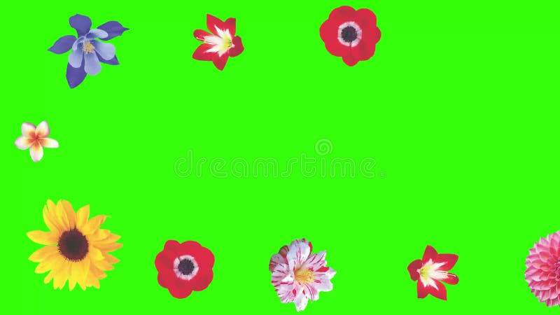 Animation of Flowers on Green Screen, Graphic Source Element Stock ...