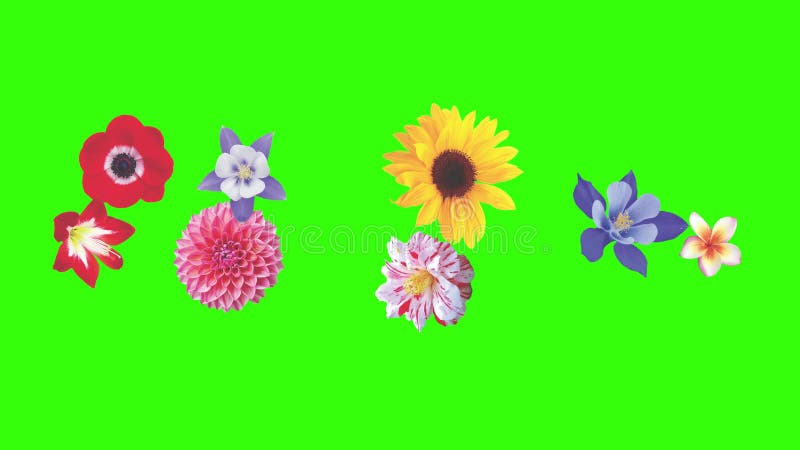 Animation of Flowers on Green Screen, Graphic Source Element Stock ...