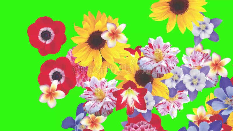 Animation of Flowers on Green Screen, Graphic Source Element Stock ...