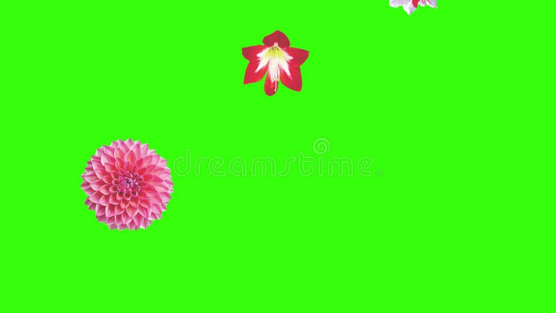 Animation of Flowers on Green Screen, Graphic Source Element Stock ...
