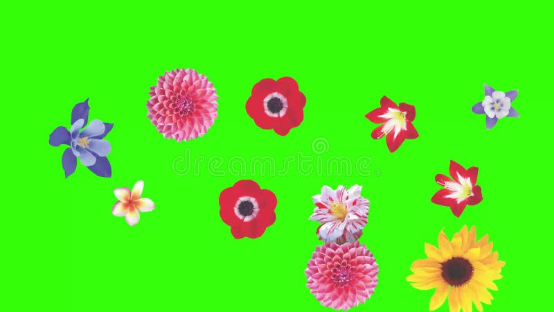 Animation of Flowers on Green Screen, Graphic Source Element Stock ...