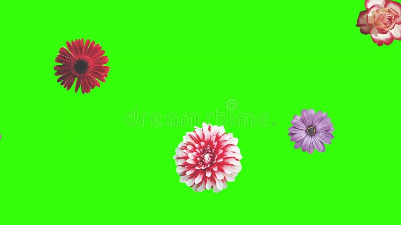 Animation of Flowers on Green Screen, Graphic Source Element Stock ...