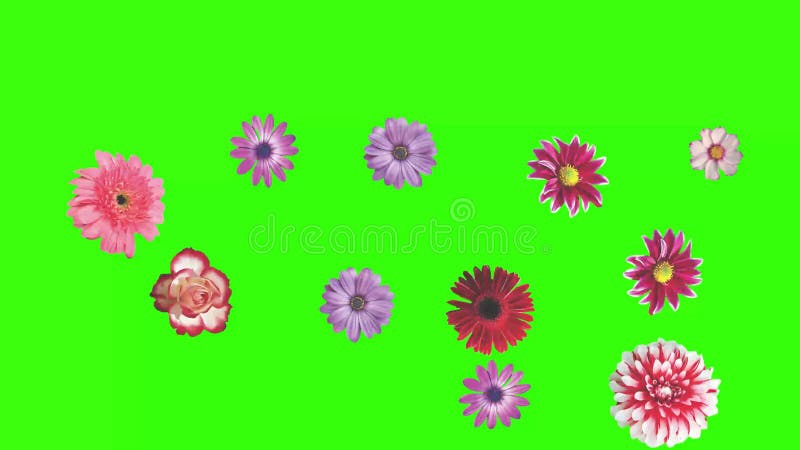 Animation of Flowers on Green Screen, Graphic Source Element Stock ...