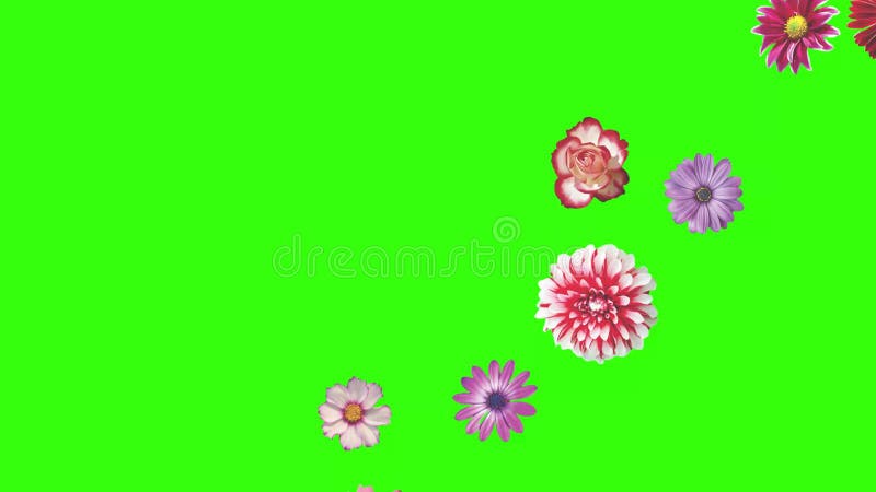 Animation of Flowers on Green Screen, Graphic Source Element Stock ...