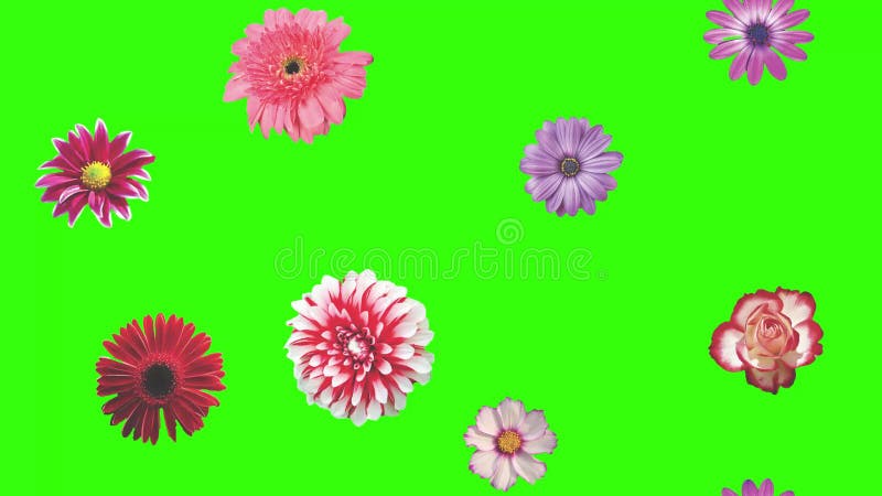 Animation of Flowers on Green Screen, Graphic Source Element Stock ...