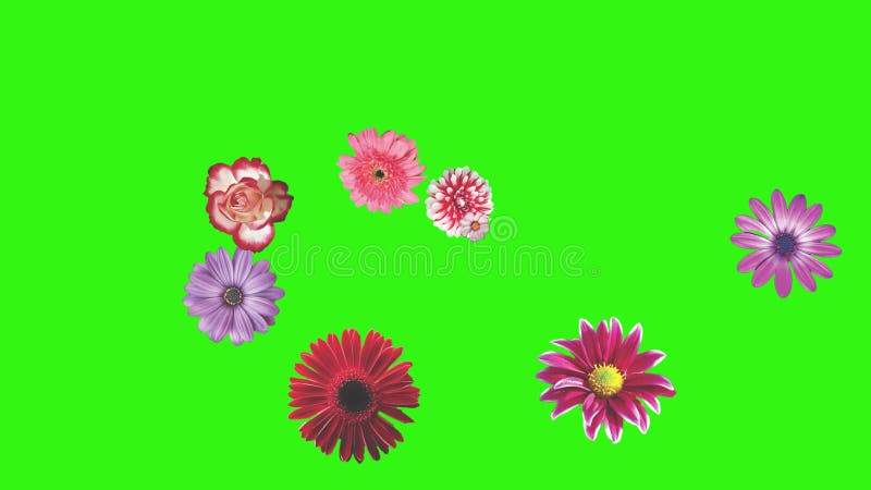 Animation of Flowers on Green Screen, Graphic Source Element Stock ...