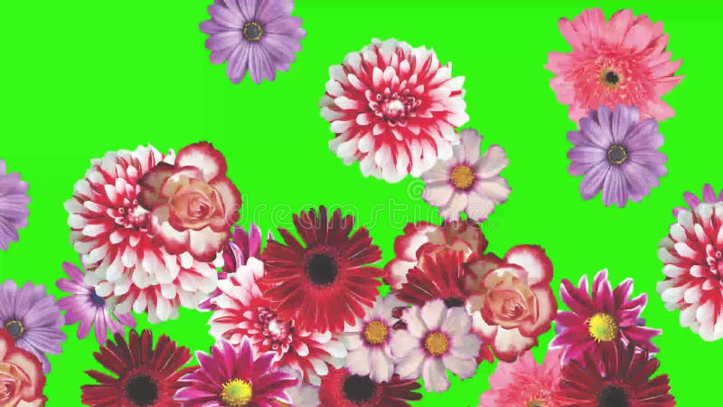 Animation of Flowers on Green Screen, Graphic Source Element Stock ...
