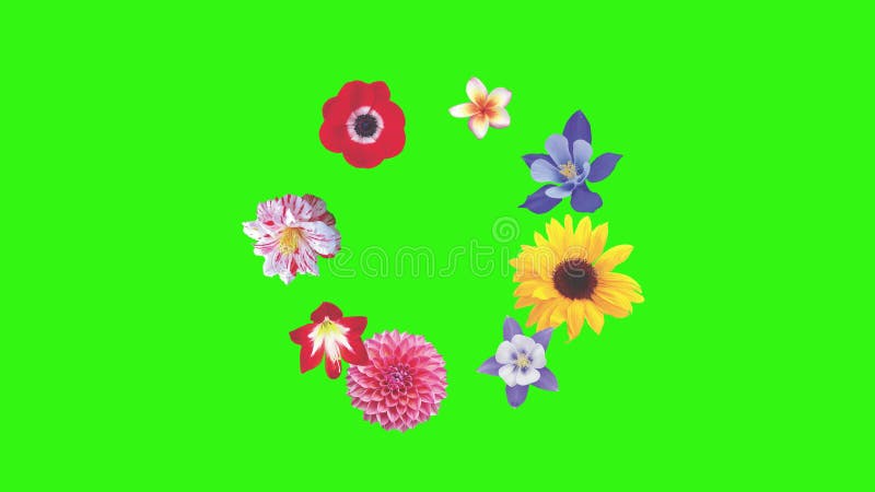 Animation of Flowers on Green Screen, Graphic Source Element Stock ...
