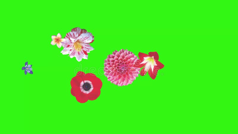 Animation of Flowers on Green Screen, Graphic Source Element Stock ...