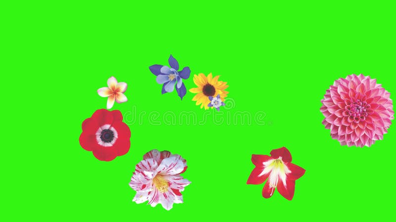Animation of Flowers on Green Screen, Graphic Source Element Stock ...