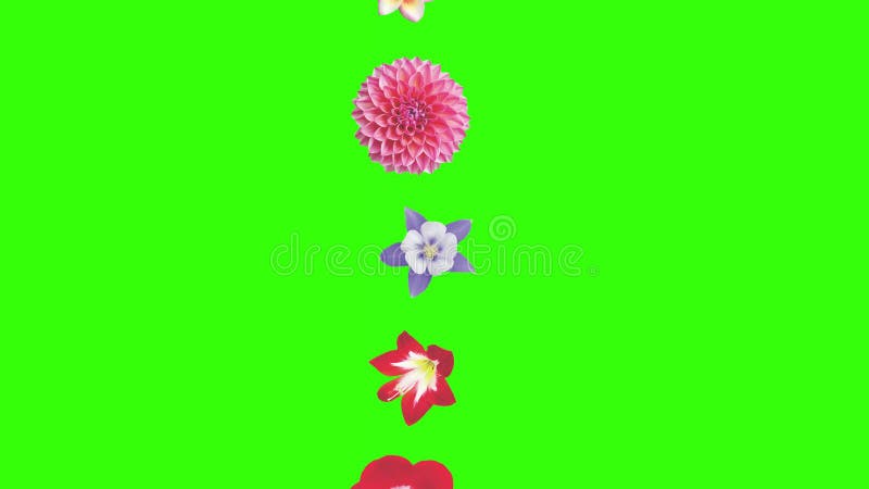 Animation of Flowers on Green Screen, Graphic Source Element Stock ...