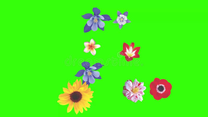 Animation of Flowers on Green Screen, Graphic Source Element Stock ...