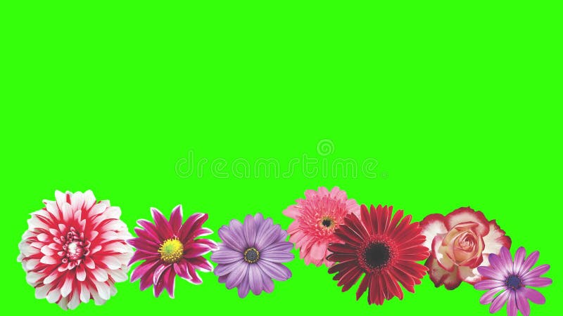 Animation of Flowers on Green Screen, Graphic Source Element Stock ...