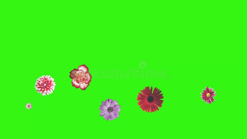 Animation of Flowers on Green Screen, Graphic Source Element Stock ...