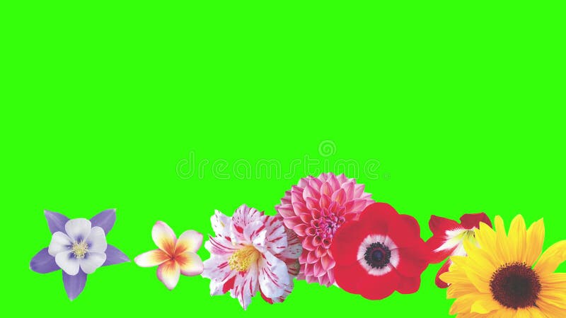 Animation of Flowers on Green Screen, Graphic Source Element Stock ...