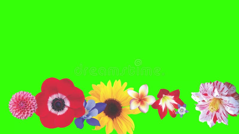 Animation of Flowers on Green Screen, Graphic Source Element Stock ...