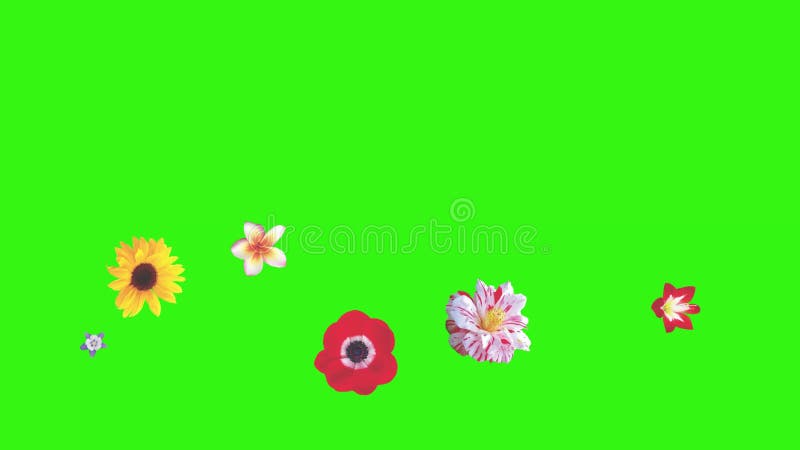 Animation of Flowers on Green Screen, Graphic Source Element Stock ...