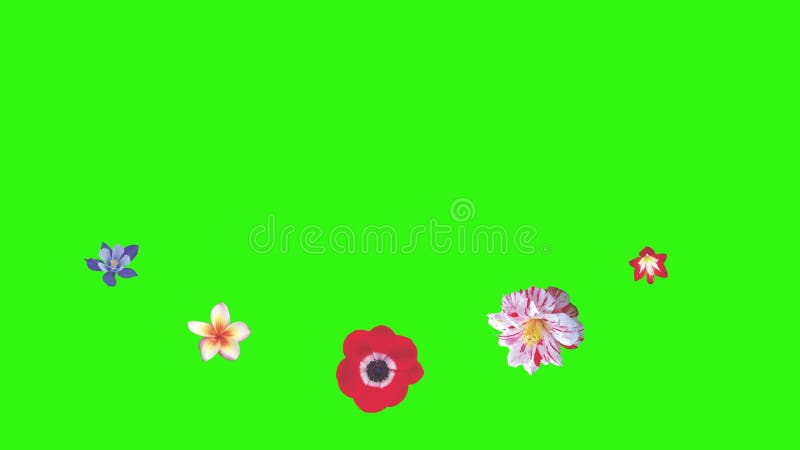 Animation of Flowers on Green Screen, Graphic Source Element Stock ...