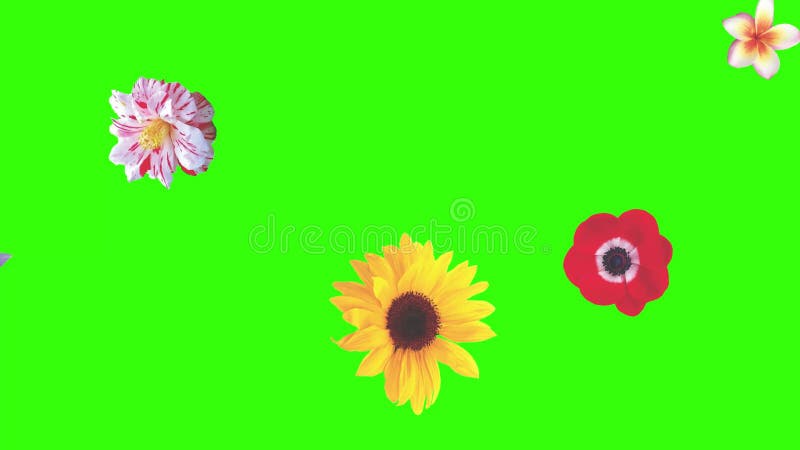 Animation of Flowers on Green Screen, Graphic Source Element Stock ...
